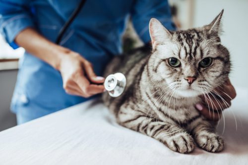 The Importance of Regular Veterinary Checkups for Your Pet | Dundee ...